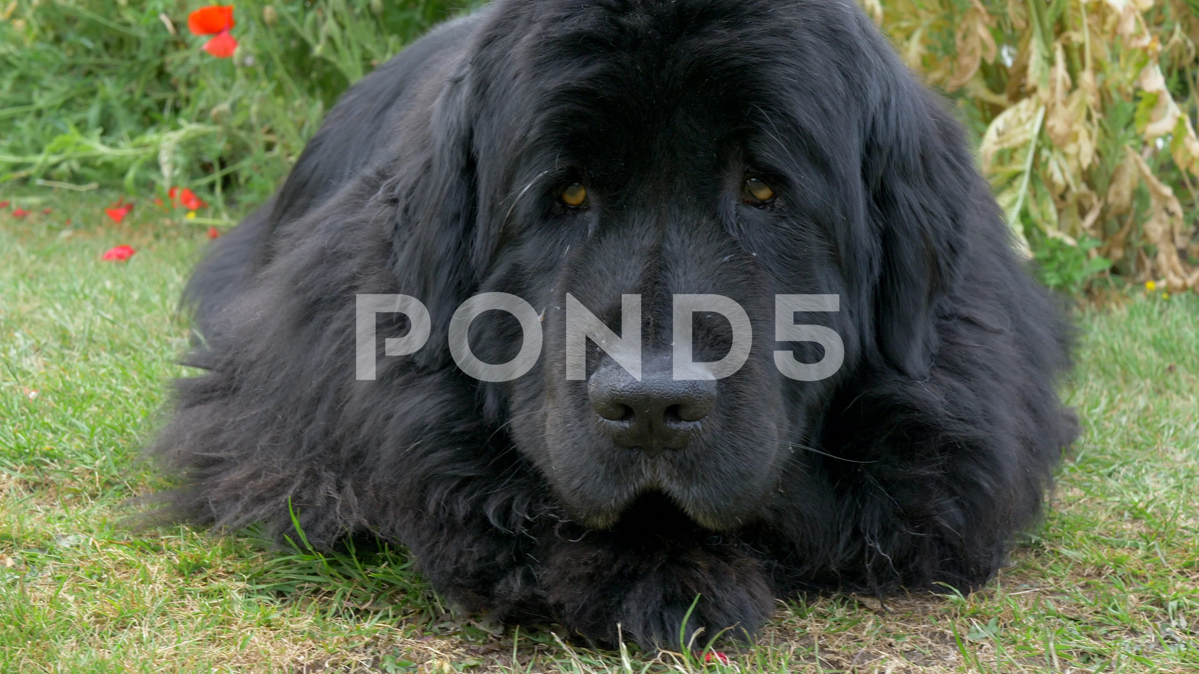 How Long Does It Take For A Newfoundland To Be Fully Grown