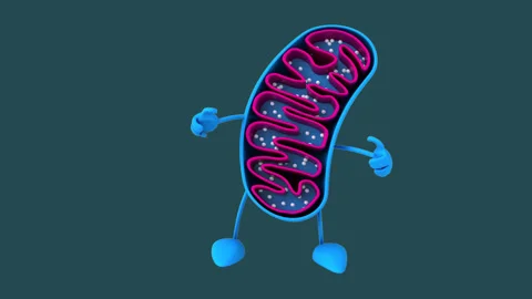 Fun 3D cartoon mitochondria (with alpha ... | Stock Video | Pond5