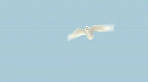 Fun CG Bird Flying Down Towards Camera w... | Stock Video | Pond5