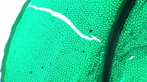 Funaria leaf consisting of green cells f... | Stock Video | Pond5