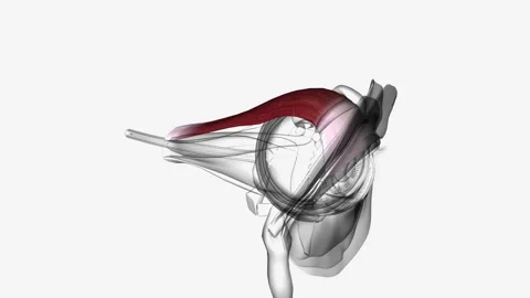 The function of the levator palpebrae su... | Stock Video | Pond5