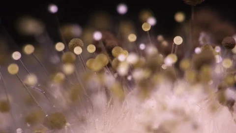 Fungal mold Time lapse | Stock Video | Pond5