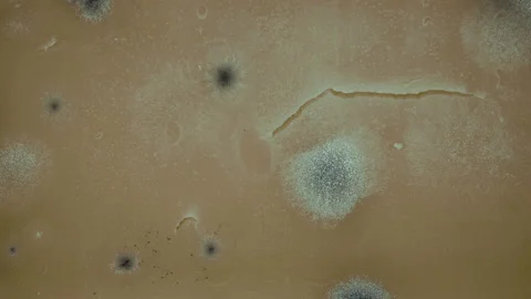 Fungi and bacteria collected from mobile... | Stock Video | Pond5