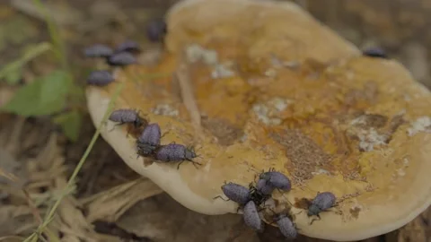 fungus beetle on rotting fruit | Stock Video | Pond5