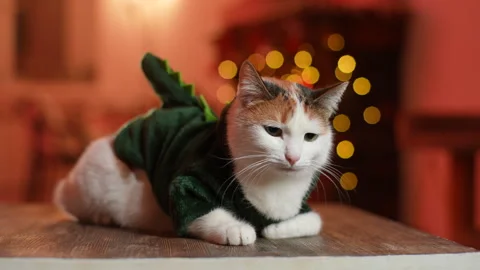 Funny adorable cat wearing dragon costum... | Stock Video | Pond5