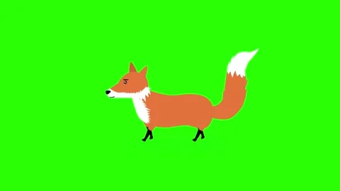 Foxes Green Screen Stock Video Footage | Royalty Free Foxes Green ...