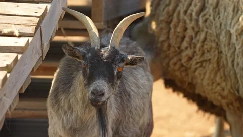 Funny and weird smiling goat with goatee... | Stock Video | Pond5