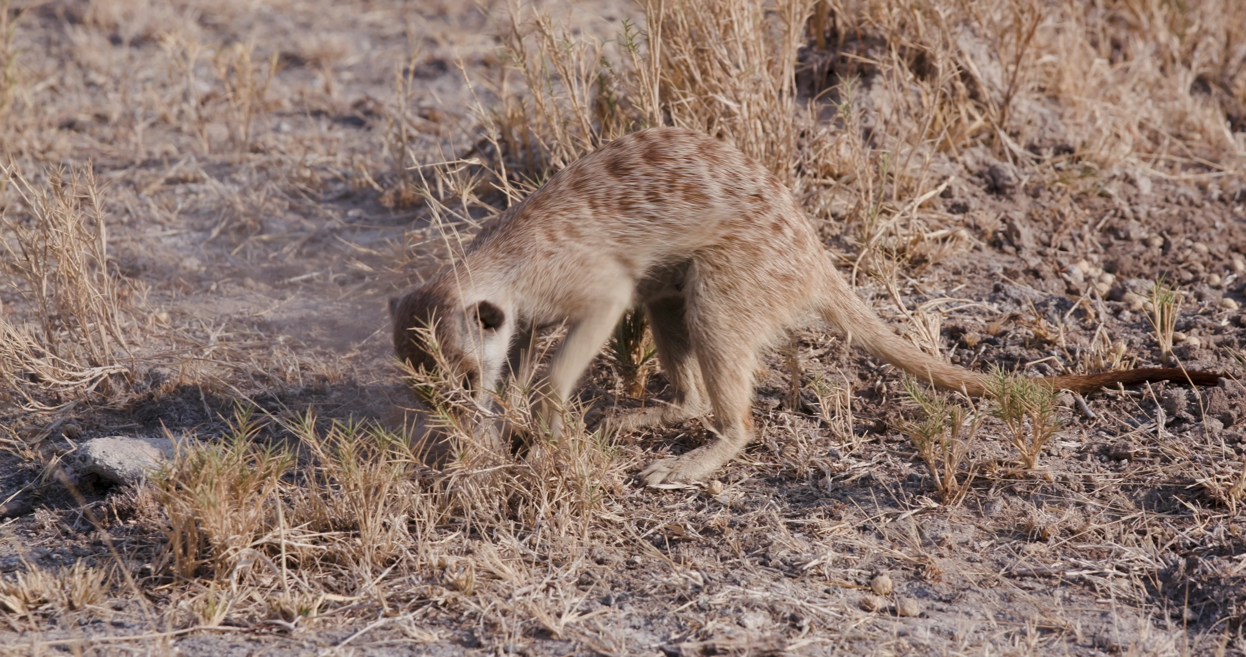 Meerkat Food