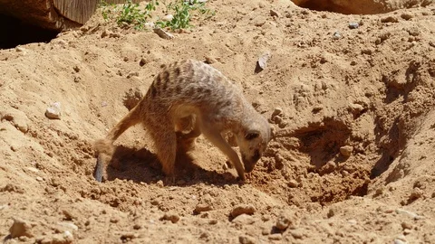 Funny animals. Close-up of a meerkat dig... | Stock Video | Pond5