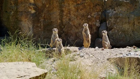 Family Animals Stock Videos – Royalty-Free HD & 4K Videos