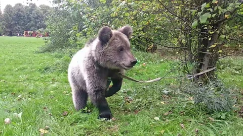 Funny baby brown bear on a leash tied to... | Stock Video | Pond5