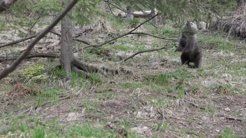 Funny bear cub jumping and falling playi... | Stock Video | Pond5