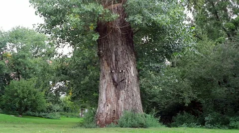 Funny big tree, face with smile and eyes... | Stock Video | Pond5