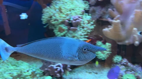 Funny Fish Stock Footage ~ Royalty Free Stock Videos | Pond5