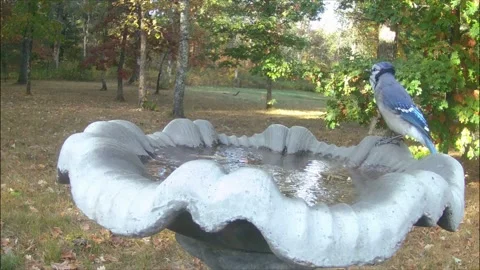 Blue Jays Audio Stock Videos – Royalty-Free HD & 4K Videos