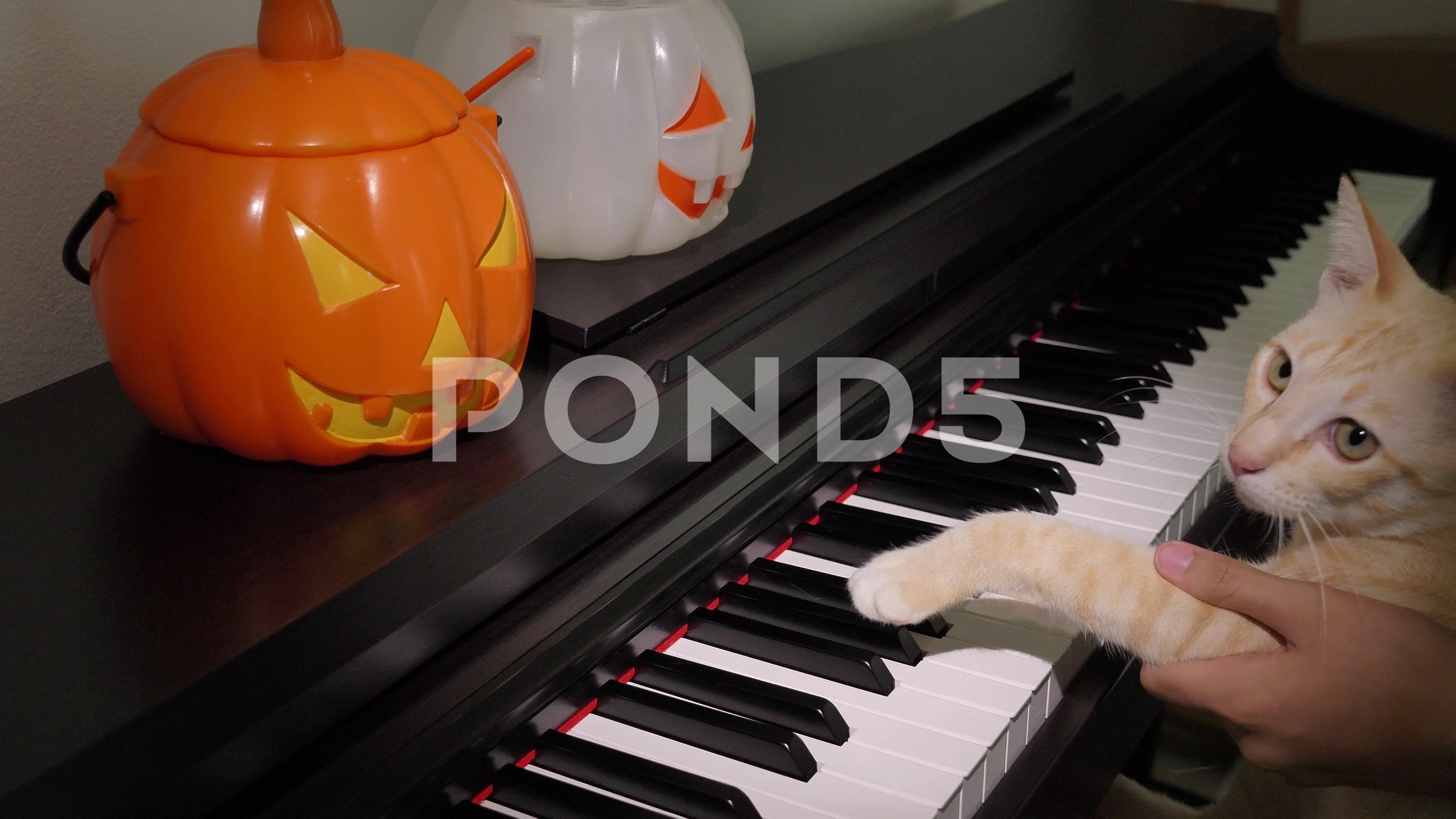 Black Cat Playing Piano