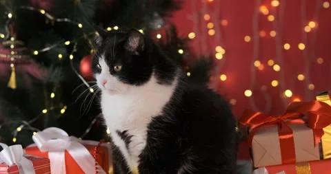 Funny Cat Christmas Stock Videos – Royalty-Free HD & 4K Videos | Pond5