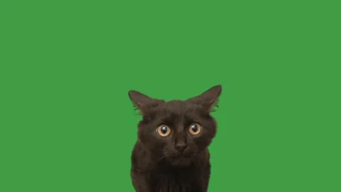 Funny Green Screen Stock Video Footage | Royalty Free Funny Green ...