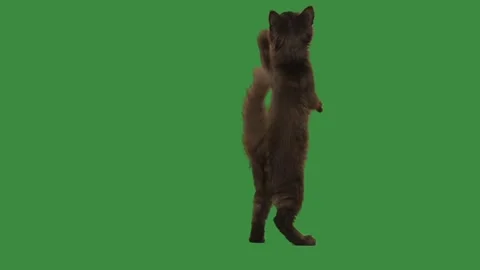 funny cat jumping on a green screen | Stock Video | Pond5
