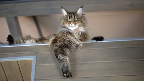 Funny cat Maine Coon fluffy favorite pet... | Stock Video | Pond5