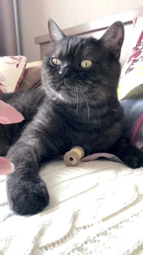 funny cat playing with spool of thread | Stock Video | Pond5