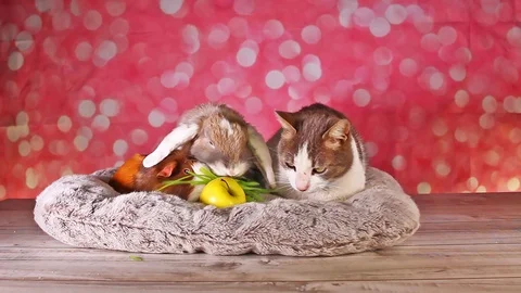 Bunny Bunny Videos Stock Videos – Royalty-Free HD & 4K Videos