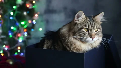 Funny Cat Christmas Stock Videos – Royalty-Free HD & 4K Videos | Pond5