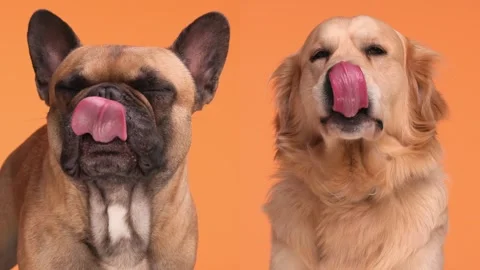 Two Dogs Licking Stock Videos – Royalty-Free HD & 4K Videos | Pond5
