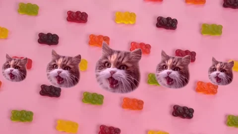 Funny Cat Graphics Stock Video Footage | Royalty Free Funny Cat ...