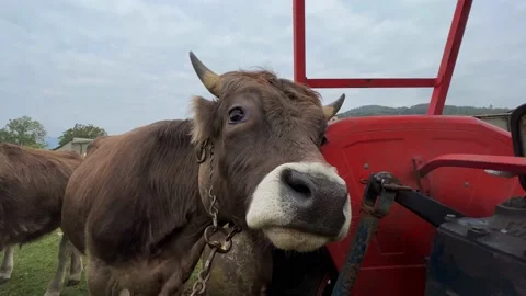 Funny cow with cowbell around her neck s... | Stock Video | Pond5
