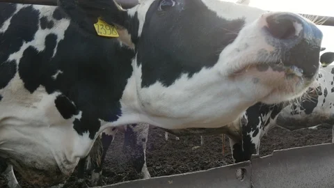 Funny cow muzzle is smelling the camera ... | Stock Video | Pond5