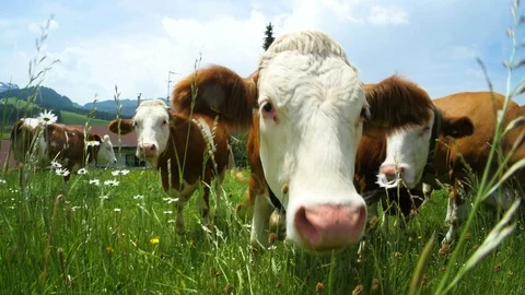 Funny Cow Stock Video Footage | Royalty Free Funny Cow Videos | Pond5