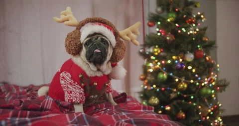 Cute To Cute Stock Videos – Royalty-Free HD & 4K Videos | Page 3