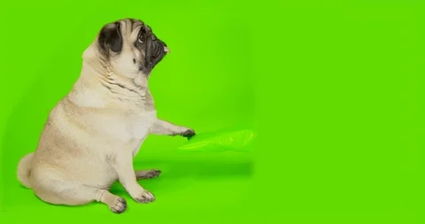 Funny cute pug dog touching green screen... | Stock Video | Pond5