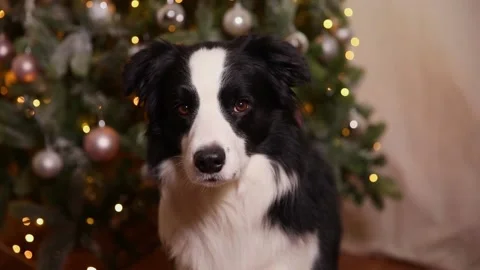 Cute Card Bourders Stock Videos – Royalty-Free HD & 4K Videos