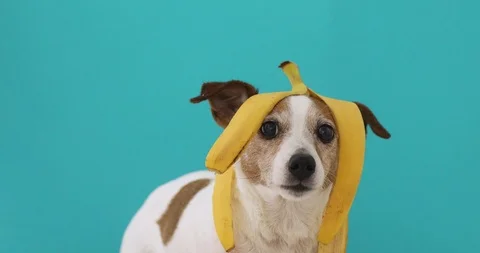 Banana Dog Stock Videos – Royalty-Free HD & 4K Videos | Pond5