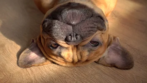 Inverted Dog Stock Video Footage | Royalty Free Inverted Dog Videos | Pond5