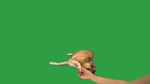 Funny dog on green screen | Stock Video | Pond5