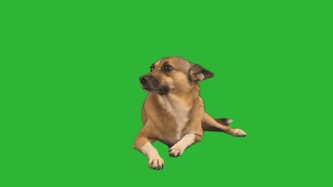 Green Screen Dog Stock Footage ~ Royalty Free Stock Videos | Page 13