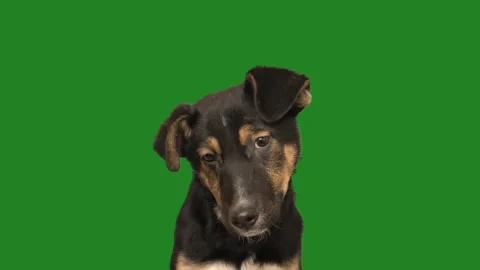 funny dog on green screen | Stock Video | Pond5