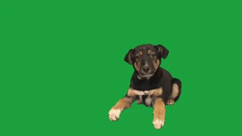 funny dog on green screen | Stock Video | Pond5