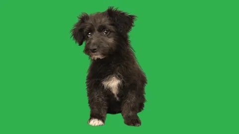Green Screen Dog Stock Footage ~ Royalty Free Stock Videos | Page 8