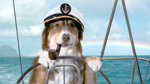 Funny dog sailing a yacht wearing a sail... | Stock Video | Pond5