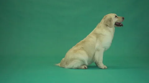 funny dog sits on a green screen, side v... | Stock Video | Pond5