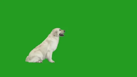 funny dog sits on a green screen, side ... | Stock Video | Pond5