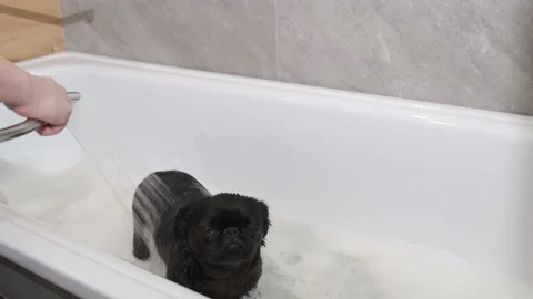 Dog Ducking Woman Stock Videos – Royalty-Free HD & 4K Videos