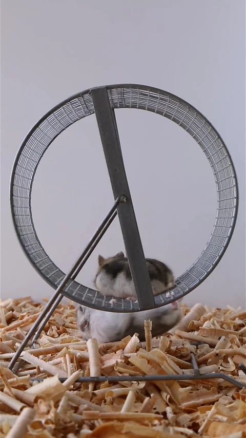 Hamster Wheel Funny Stock Footage ~ Royalty Free Stock Videos | Pond5
