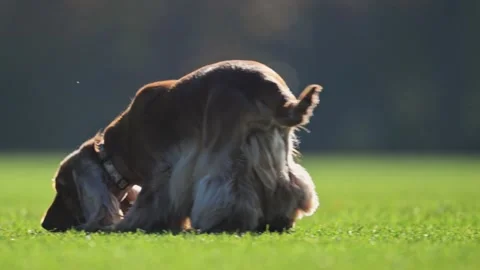 English Goldens Stock Videos – Royalty-Free HD & 4K Videos