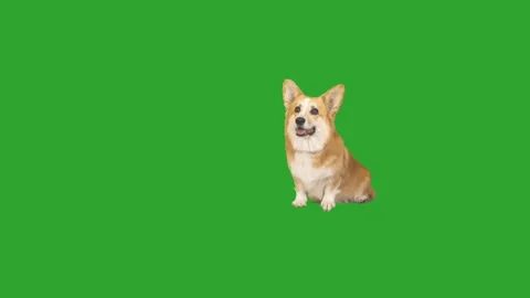 funny excited dog on a green screen | Stock Video | Pond5