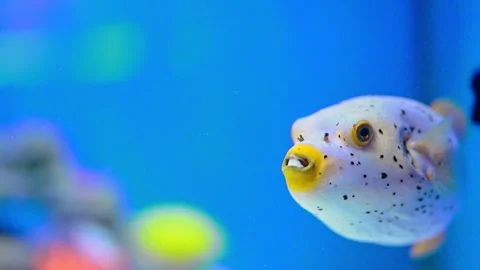 Funny Fish Stock Footage ~ Royalty Free Stock Videos | Pond5